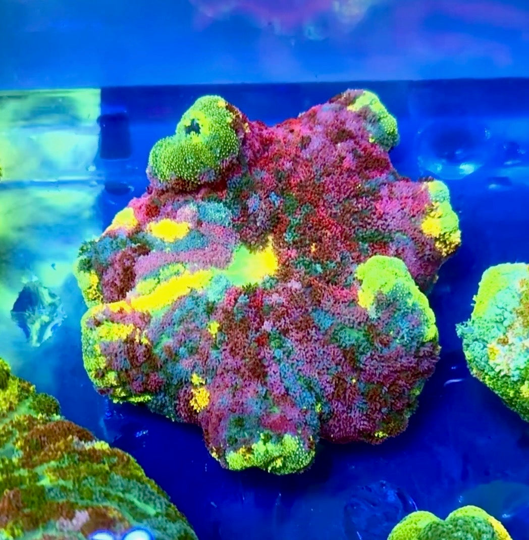 Insane Neon Skittles Anemone – FragShak